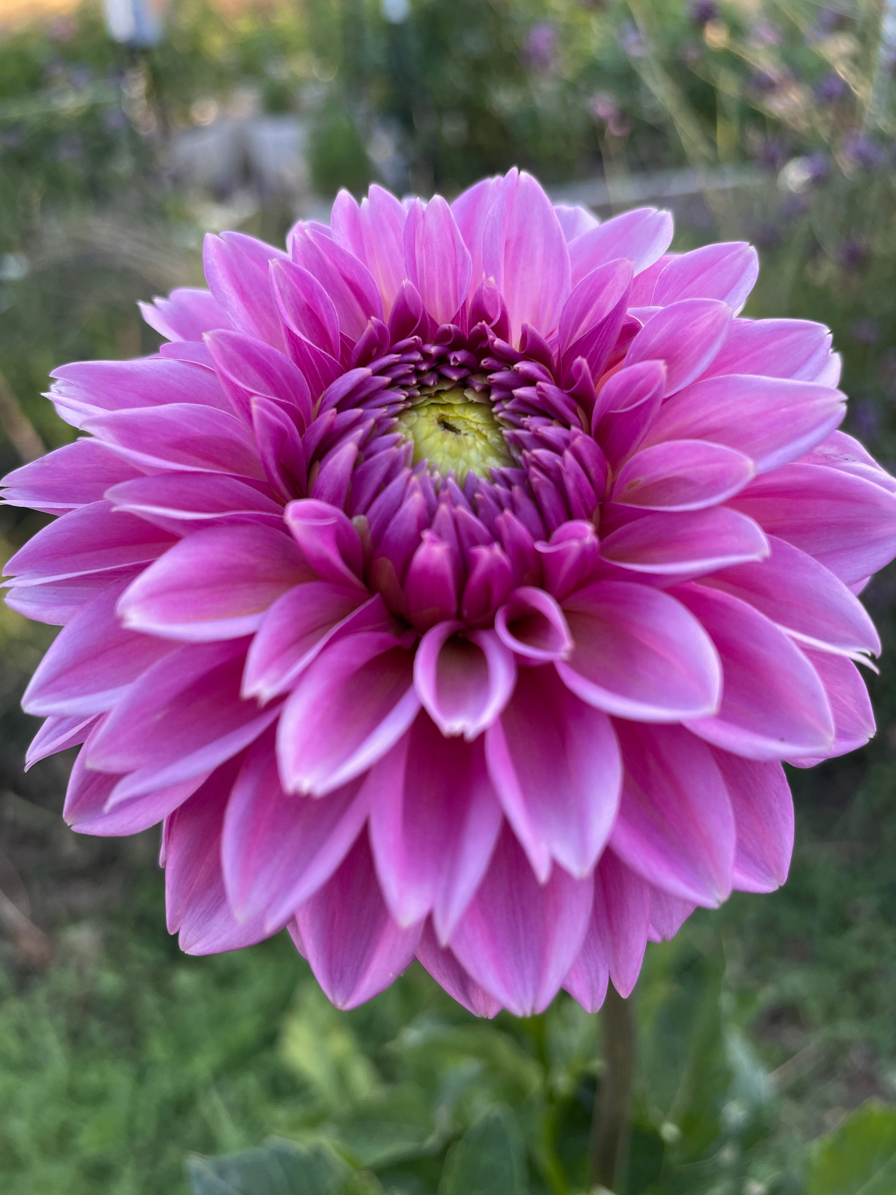 Pink Sylvia | Bee Dreams Flower Farm