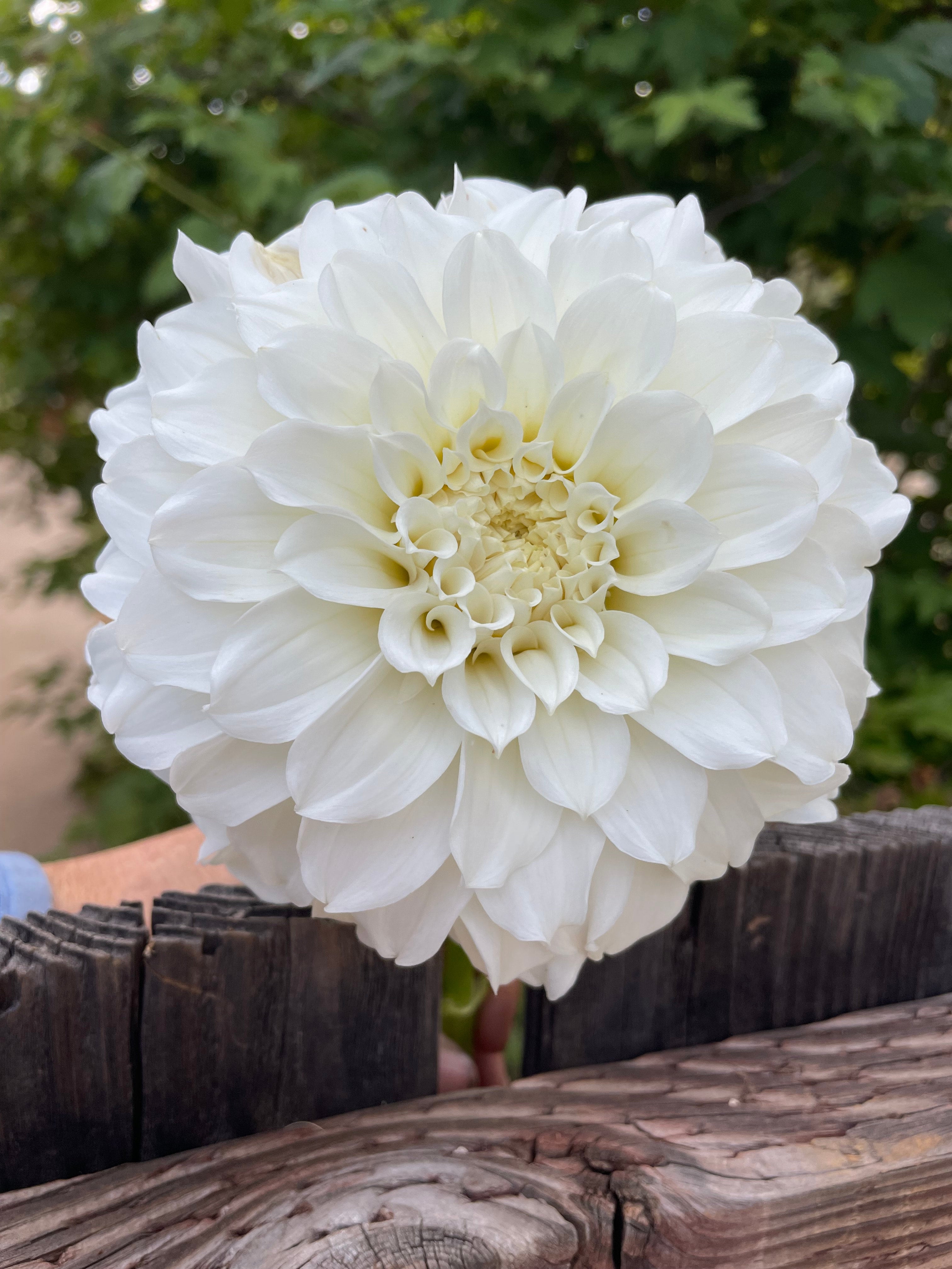 Irish Ruffles | Bee Dreams Flower Farm