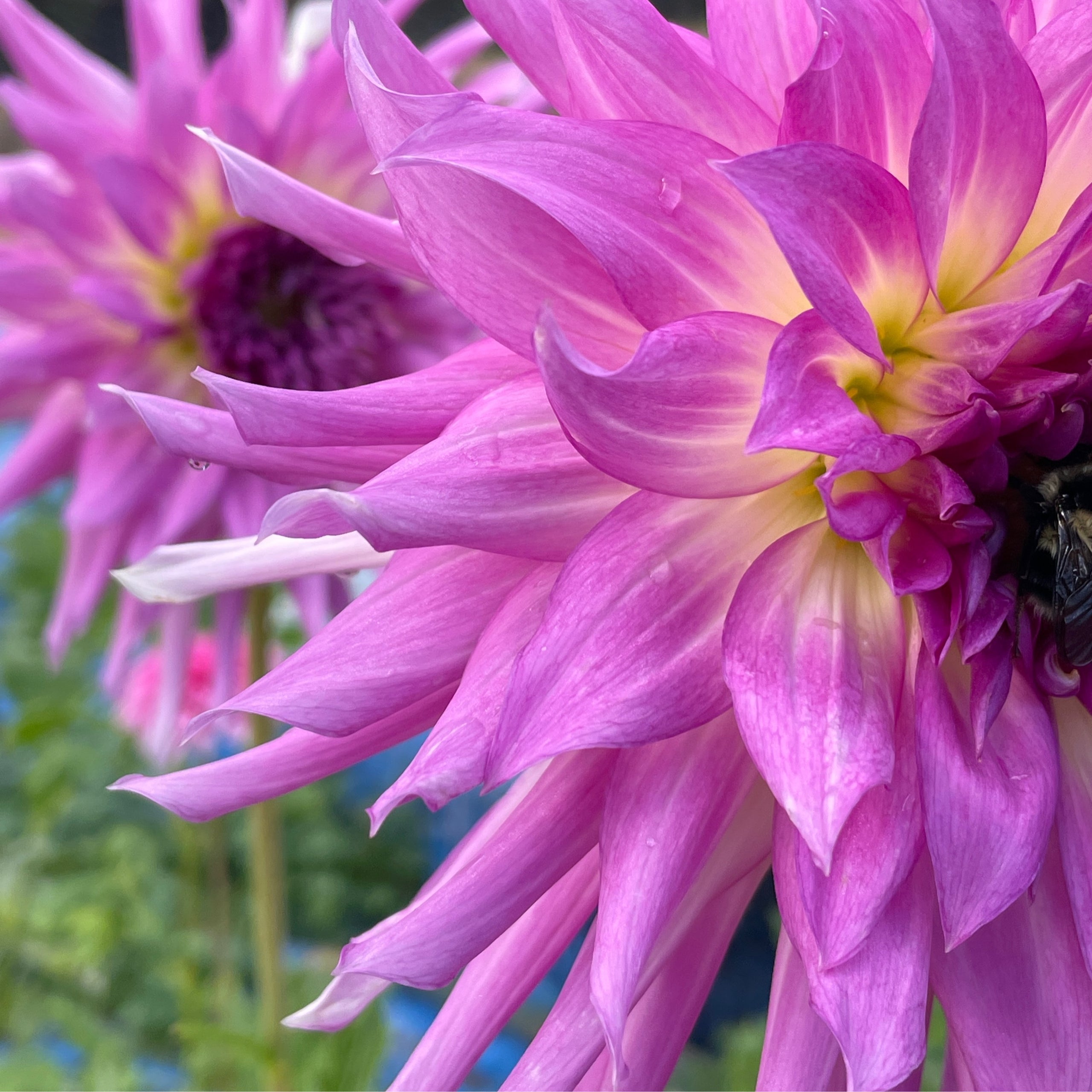 Mingus Randy | Bee Dreams Flower Farm