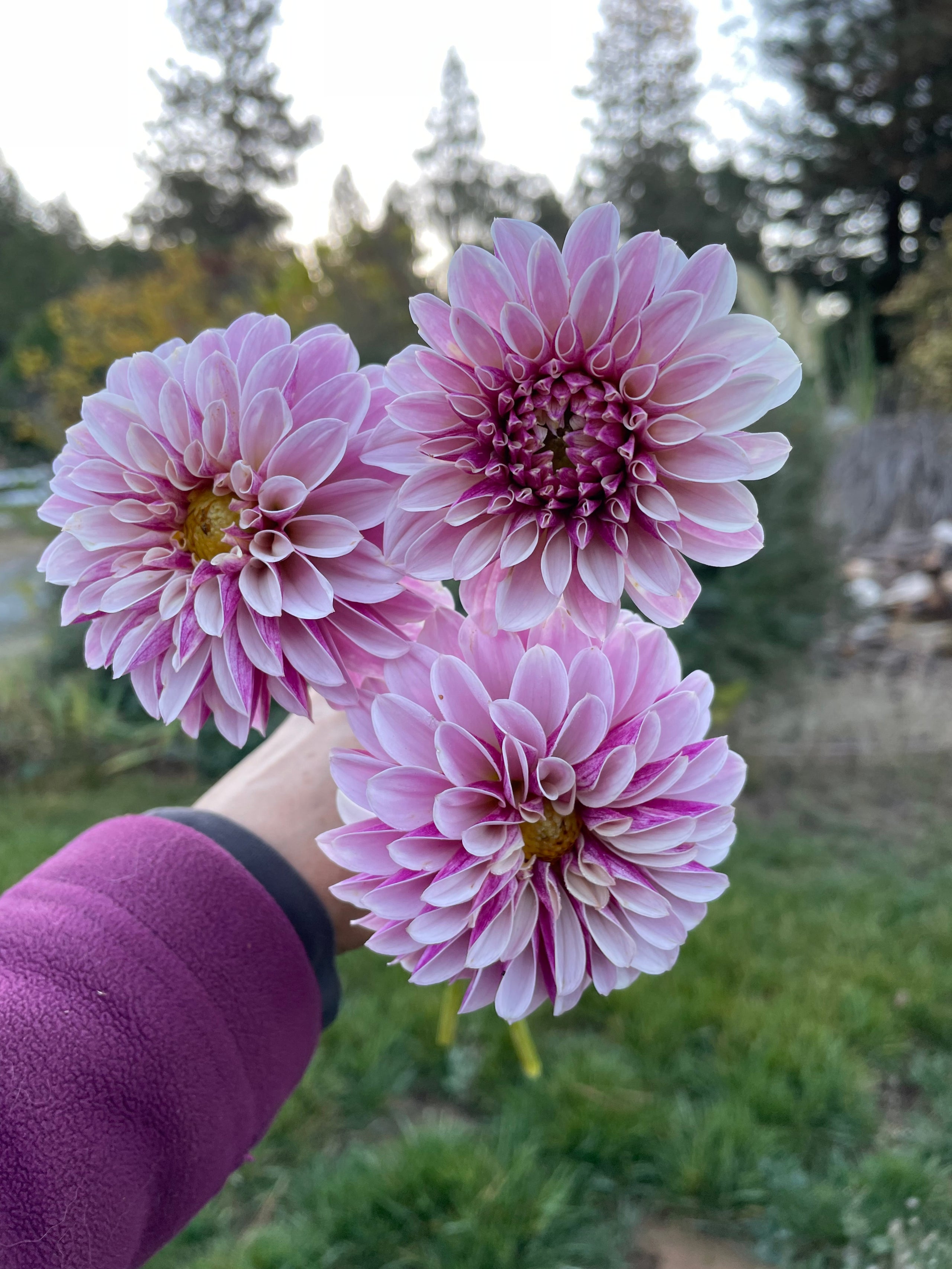 Bee Dreams Flower Farm-Dahlia Tubers- Salish Twilight Girl | Bee Dreams ...